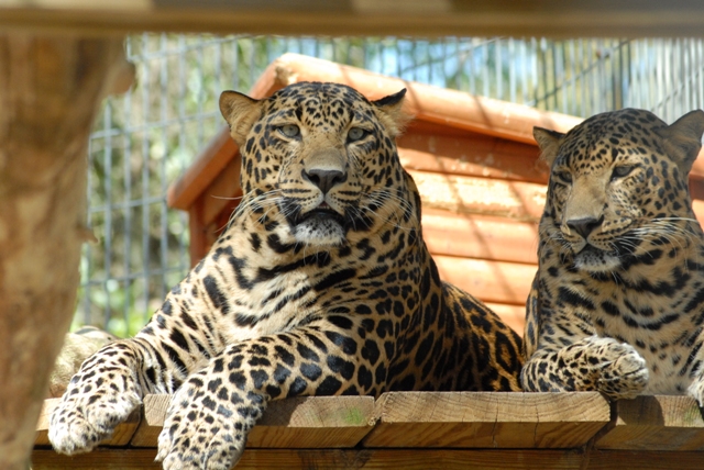 Florida Is A Wild Animal Retirement Paradise | floridatraveler