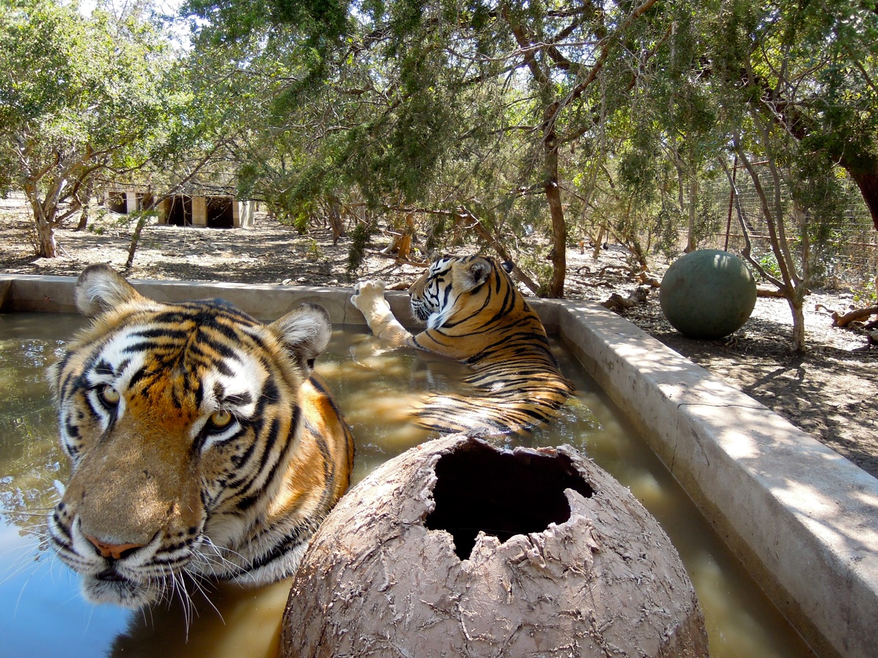 Florida Is A Wild Animal Retirement Paradise | floridatraveler