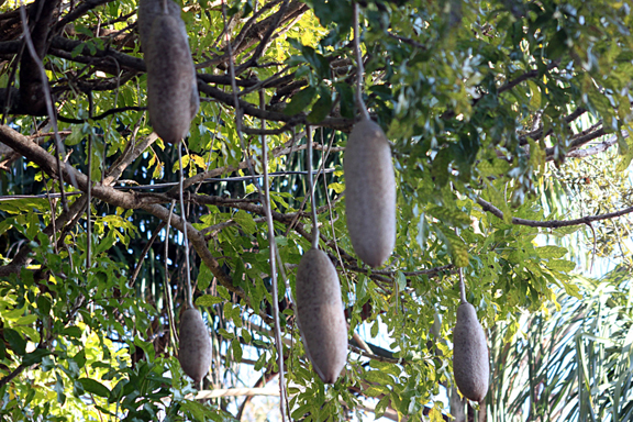 Floridians Love Their Giant Famous Trees | floridatraveler