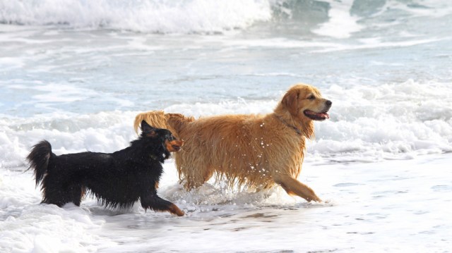 The Best Dog Friendly Towns and Beaches in Florida | floridatraveler