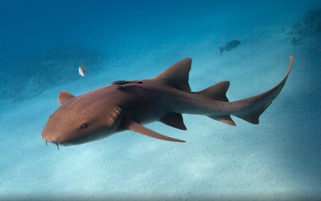 FLORIDA CREATURES Friend or Foe? | floridatraveler
