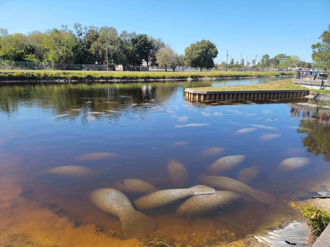 manatee lee-county-manatee-park | floridatraveler